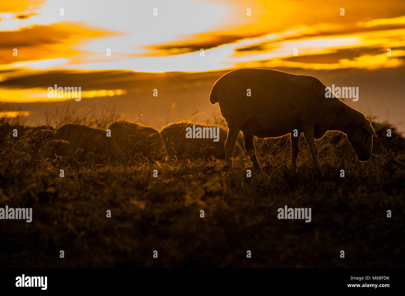 Sheep, domestic animal farm, country, sunset, backlight, wool Stock ...