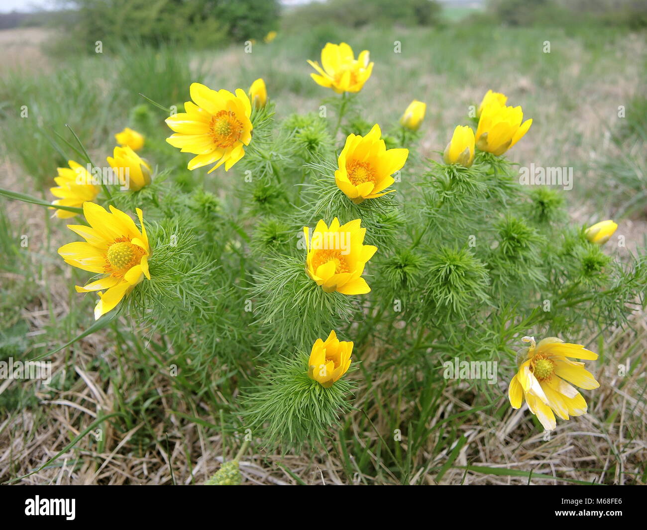 Adonis vernalis #1 Stock Photo - Alamy