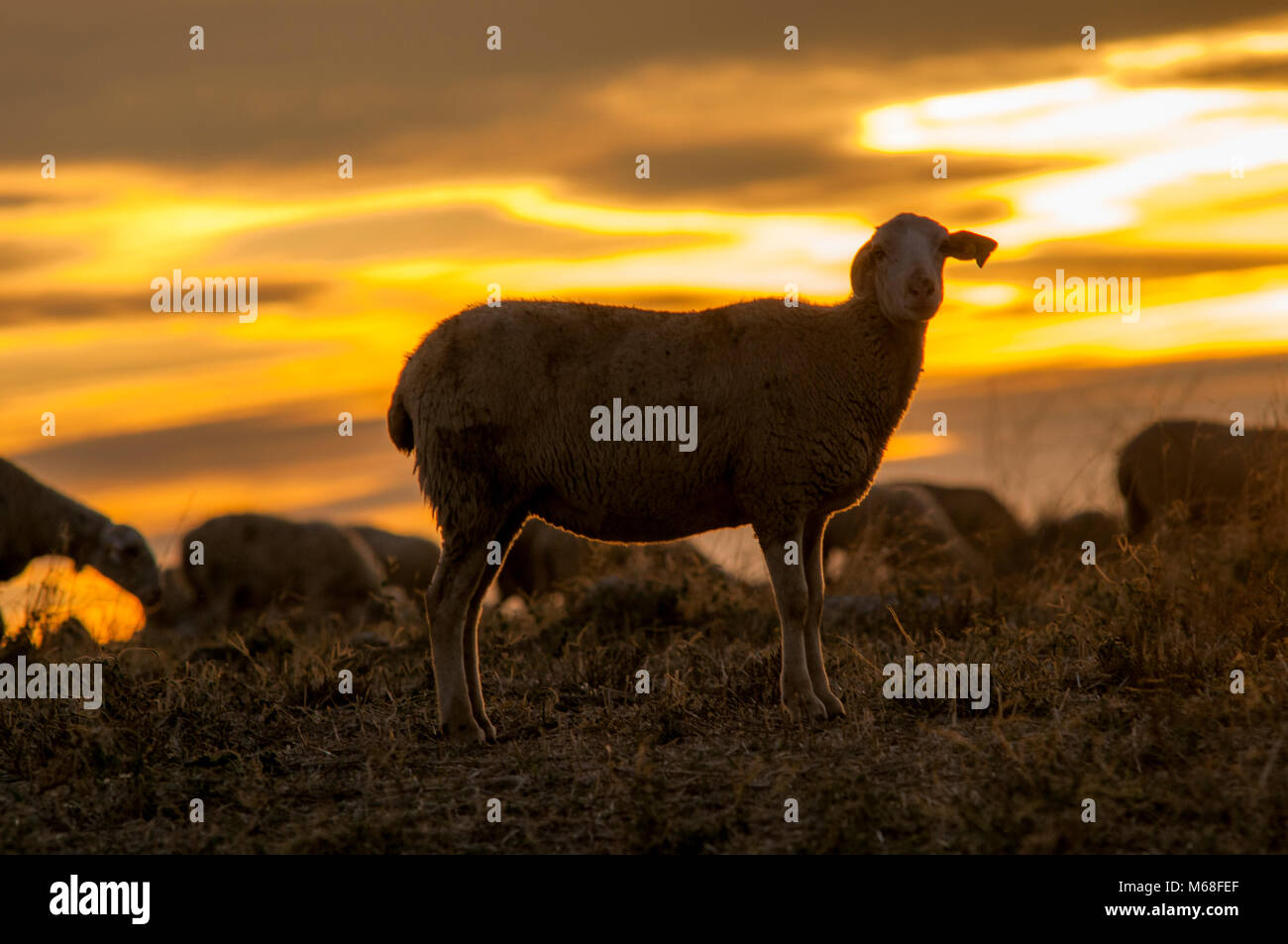 Sheep, domestic animal farm, country, sunset, backlight, wool Stock ...