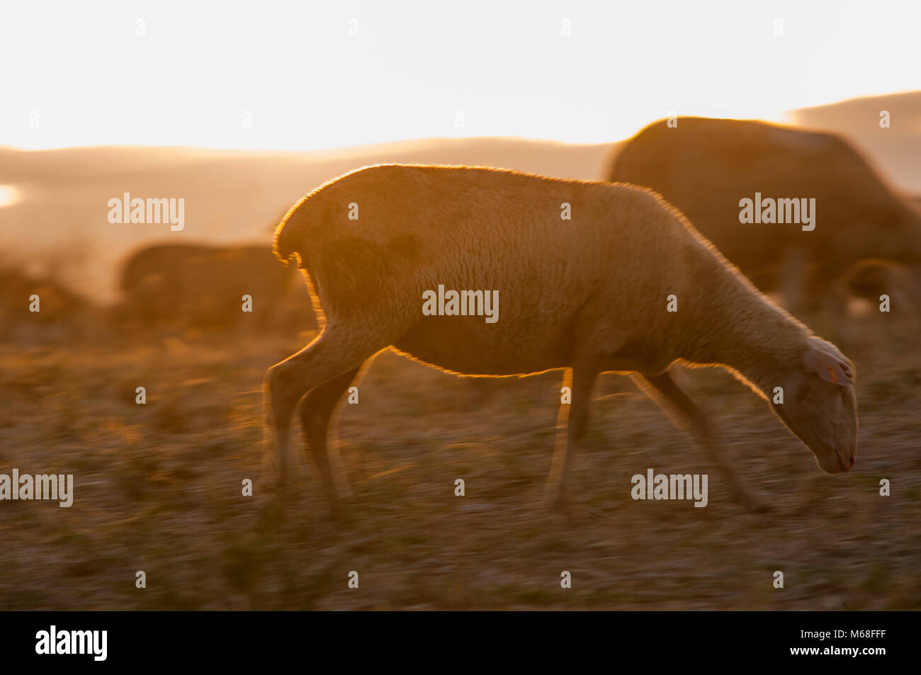 Sheep, domestic animal farm, country, sunset, backlight, wool Stock ...