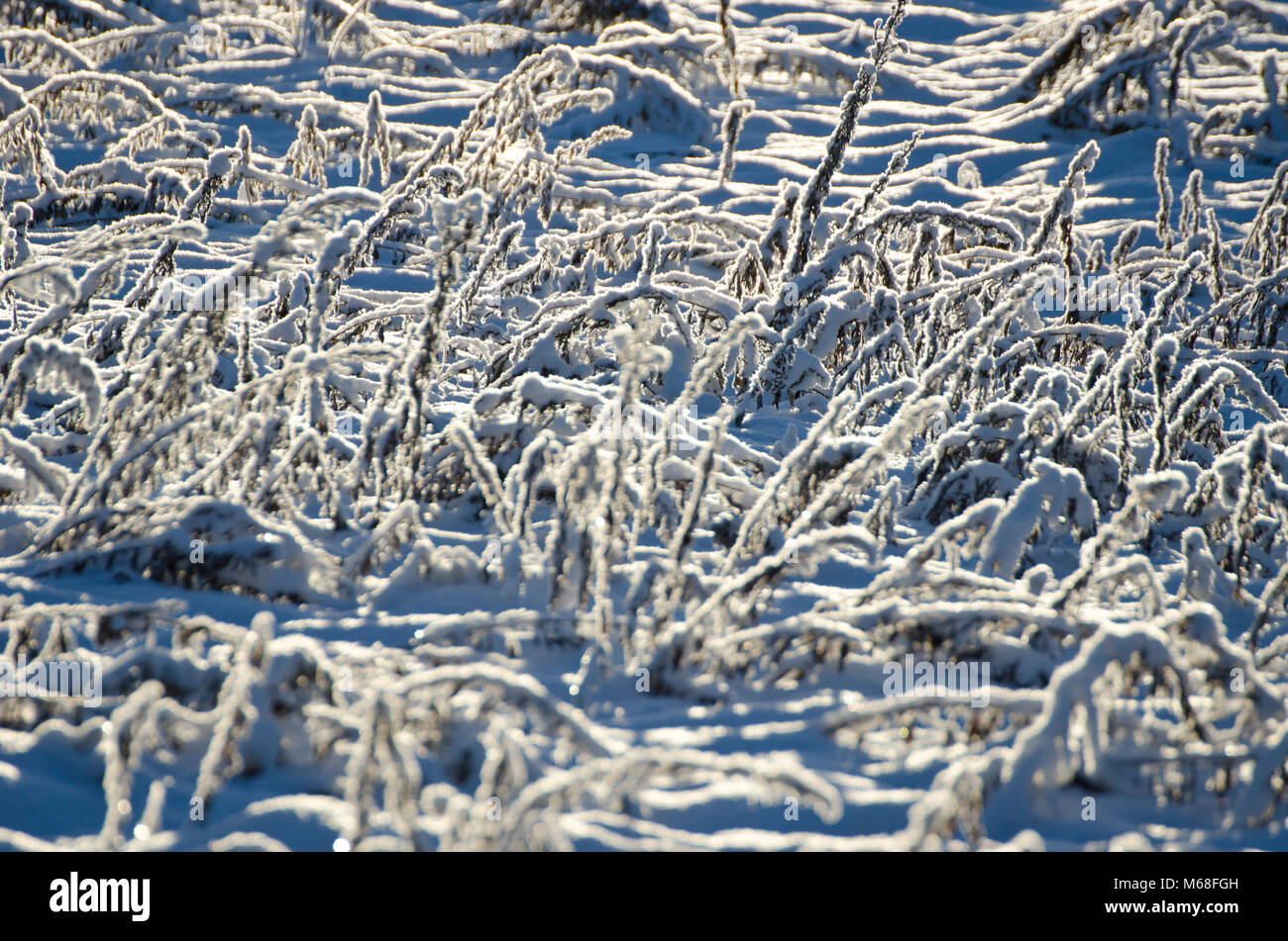 Snowy midwinter frozen meadow grass sunlight background Stock Photo - Alamy