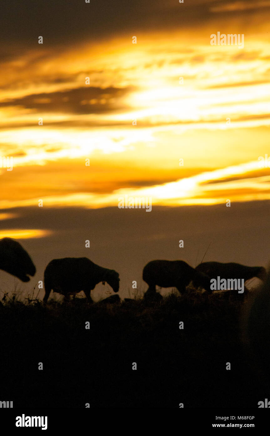 Sheep, domestic animal farm, country, sunset, backlight, wool Stock ...