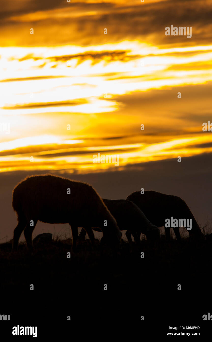 Sheep, domestic animal farm, country, sunset, backlight, wool Stock ...