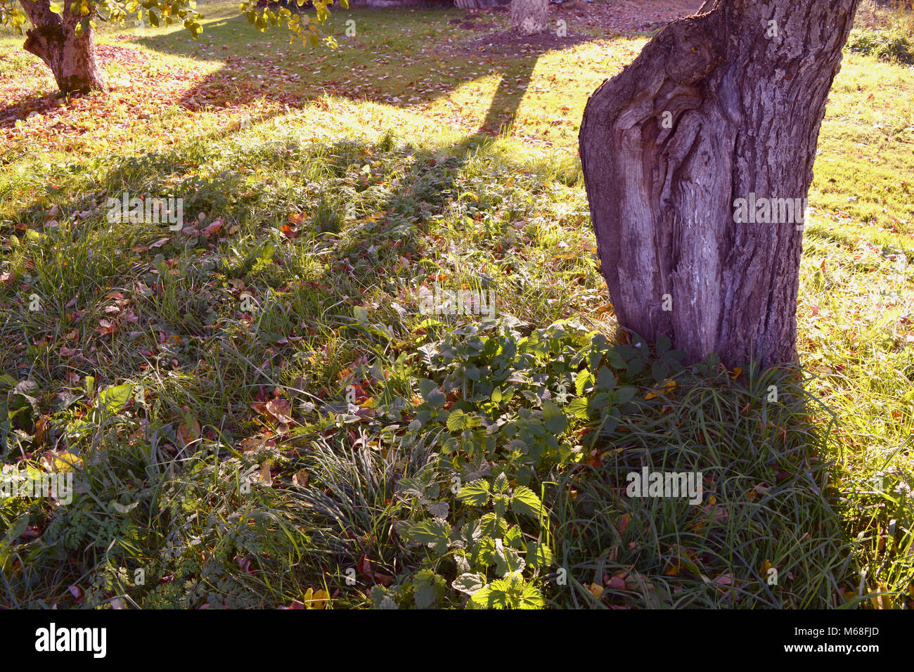 Apple tree trunks hi-res stock photography and images - Alamy