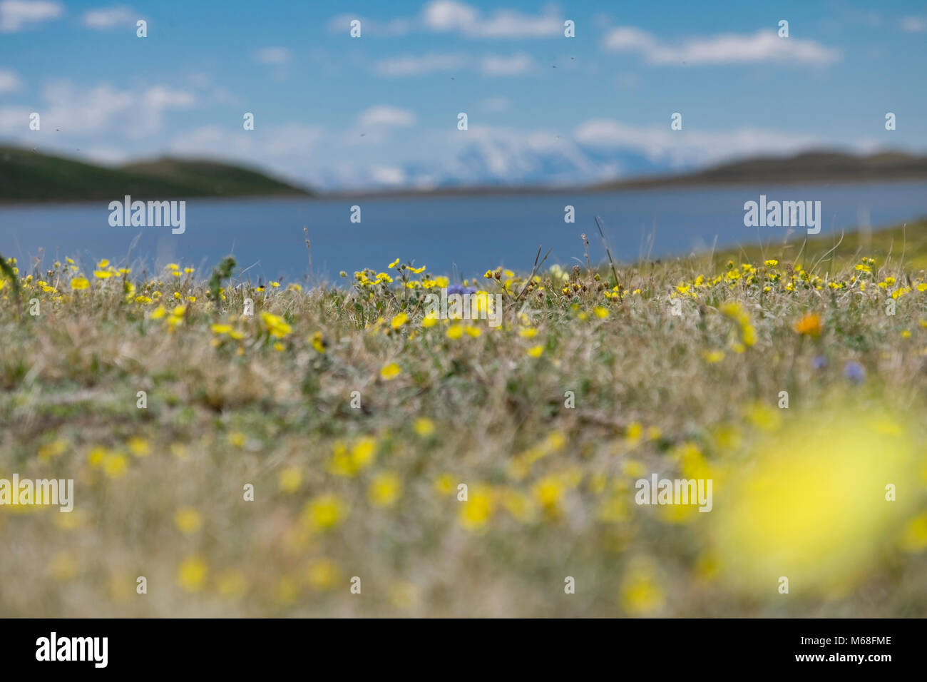 the polar poppy in the mountains of Asia Stock Photo - Alamy