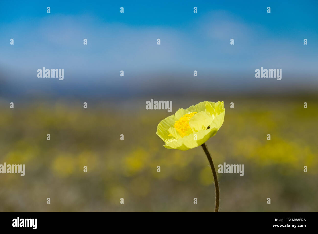 the polar poppy in the mountains of Asia Stock Photo - Alamy