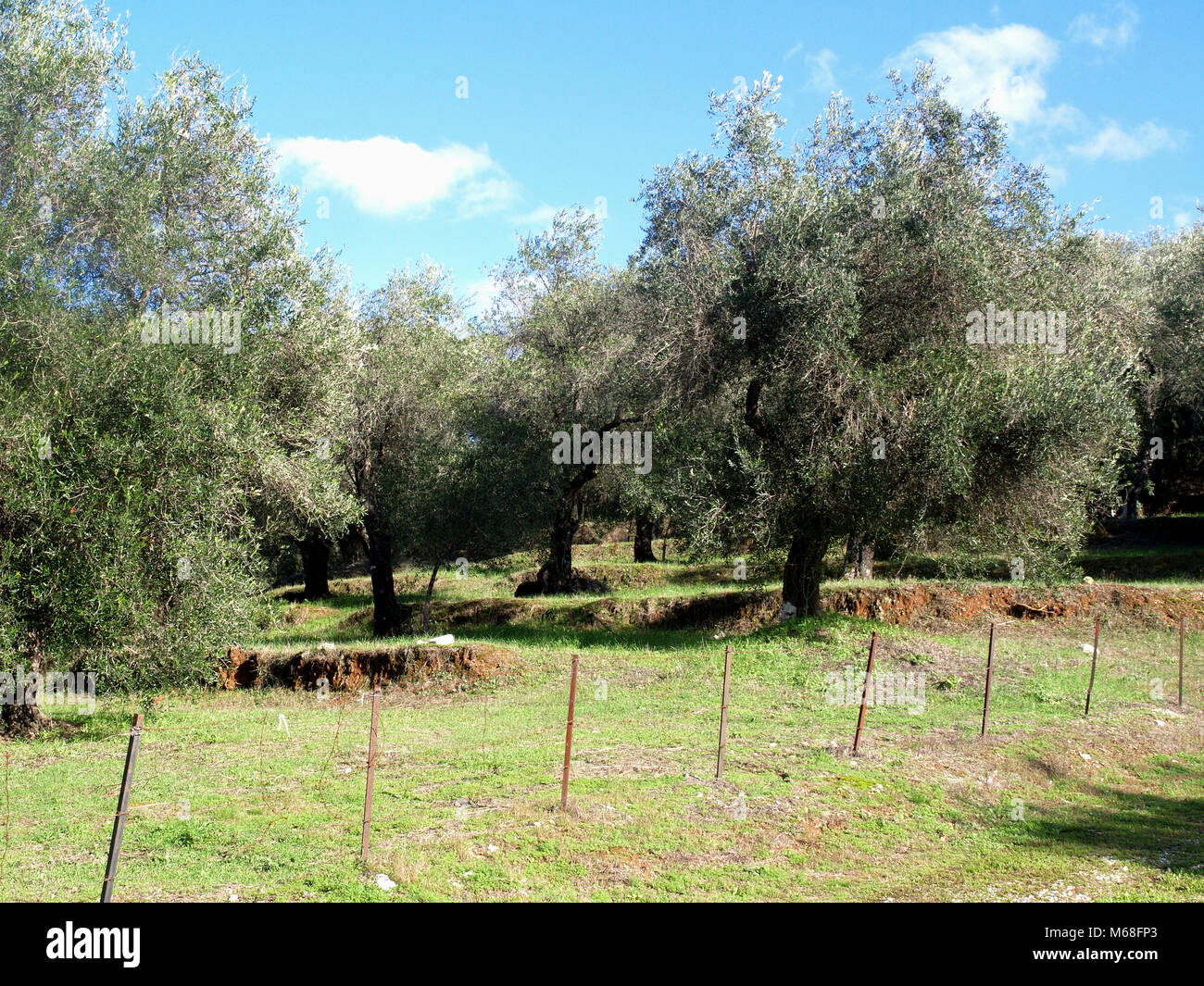 Corfu olive road hi-res stock photography and images - Alamy