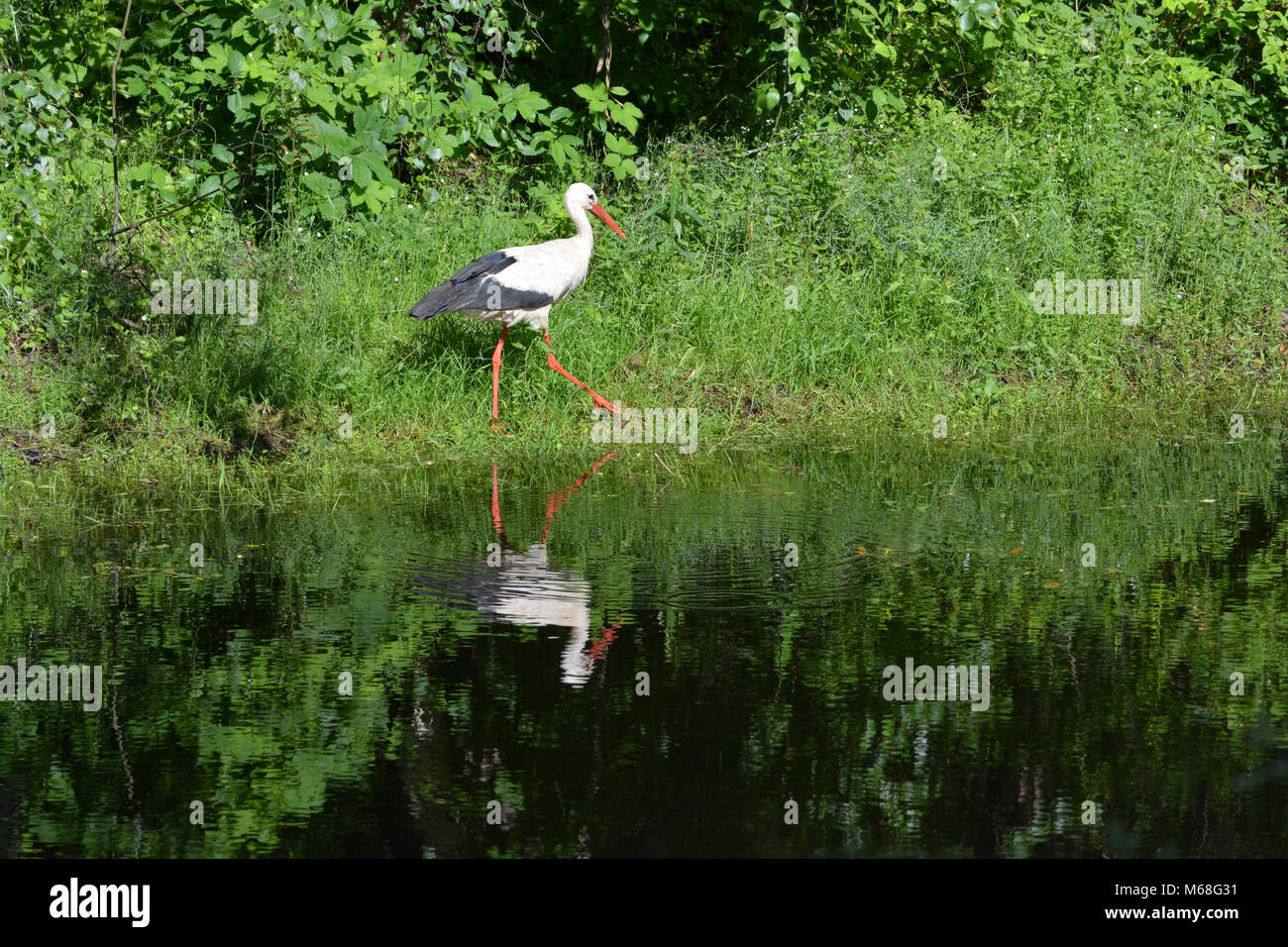 Beautiful White stork Ciconia walking on lake pond coast Stock Photo ...