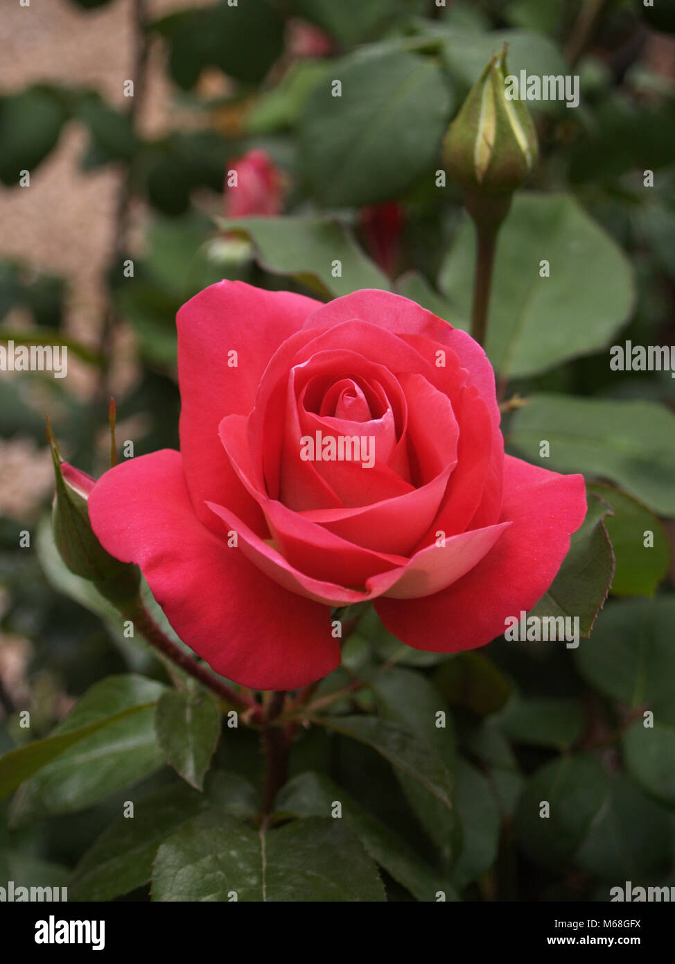 Single pink rosebud hi-res stock photography and images - Alamy