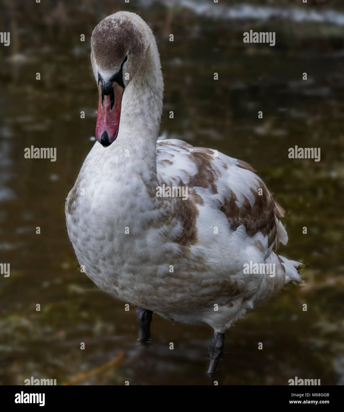 Swan wallpaper and swan backgrounds hi-res stock photography and images ...