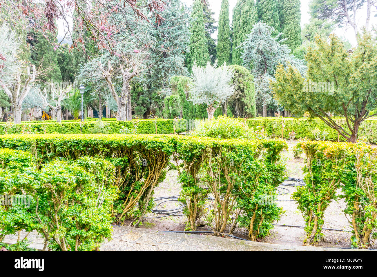 Labyrinth of green shrubs in the city of Valldemossa in the Balearic ...