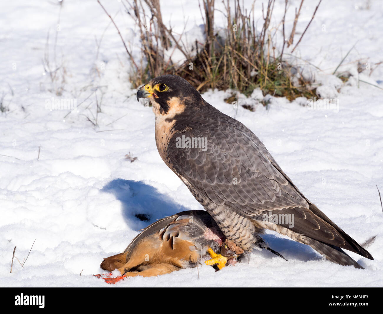 Quail hawk hi-res stock photography and images - Alamy