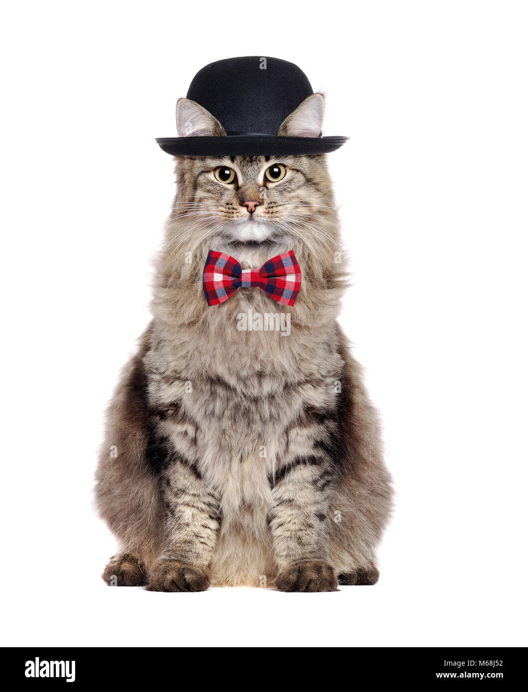 Cat Wearing Crown High Resolution Stock Photography and Images - Alamy