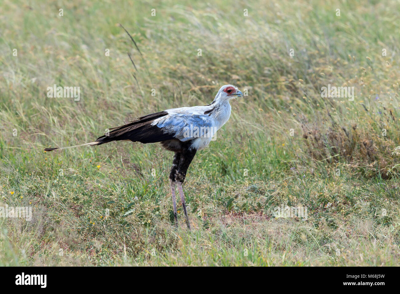 Terrestrial bird hi-res stock photography and images - Alamy