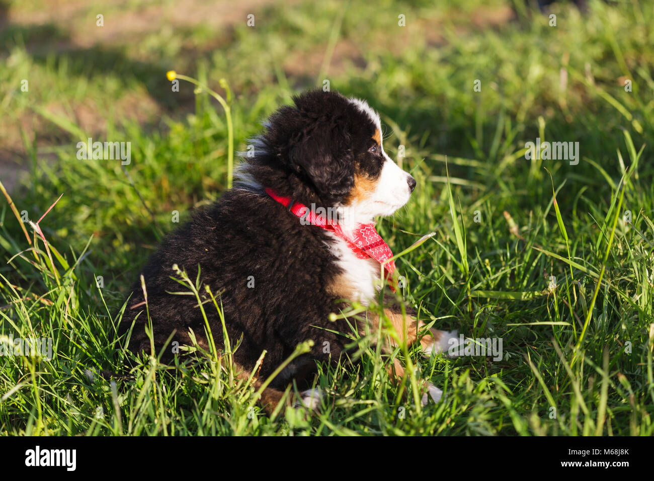 Adorable bernese mountain dog puppy wrapped in a red shawl sitting and ...