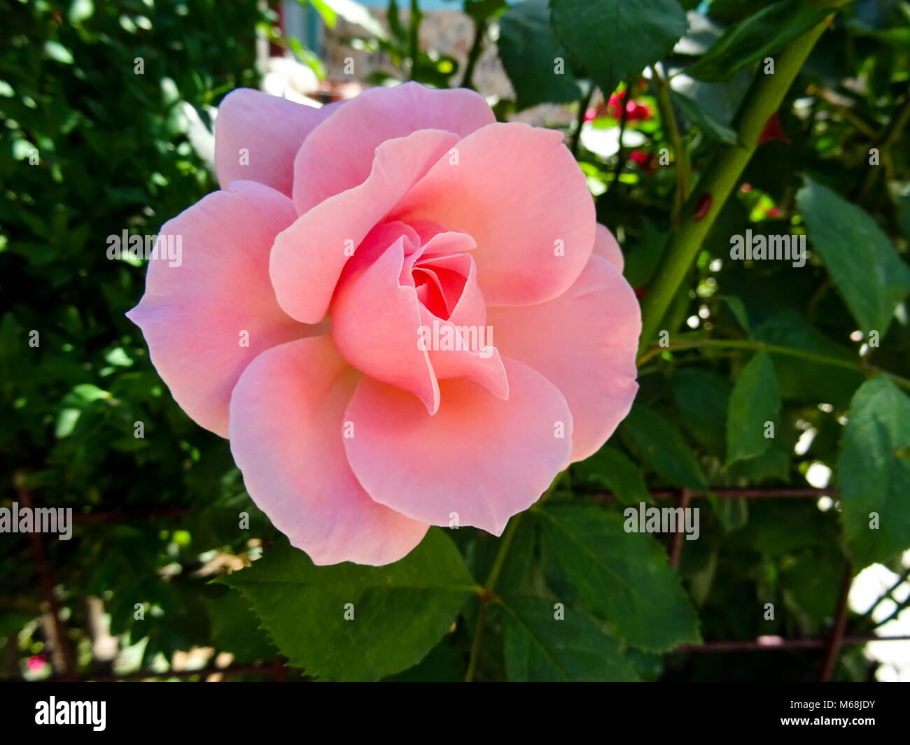 Single Pink Rose in the Garden - Close-up Stock Photo - Alamy