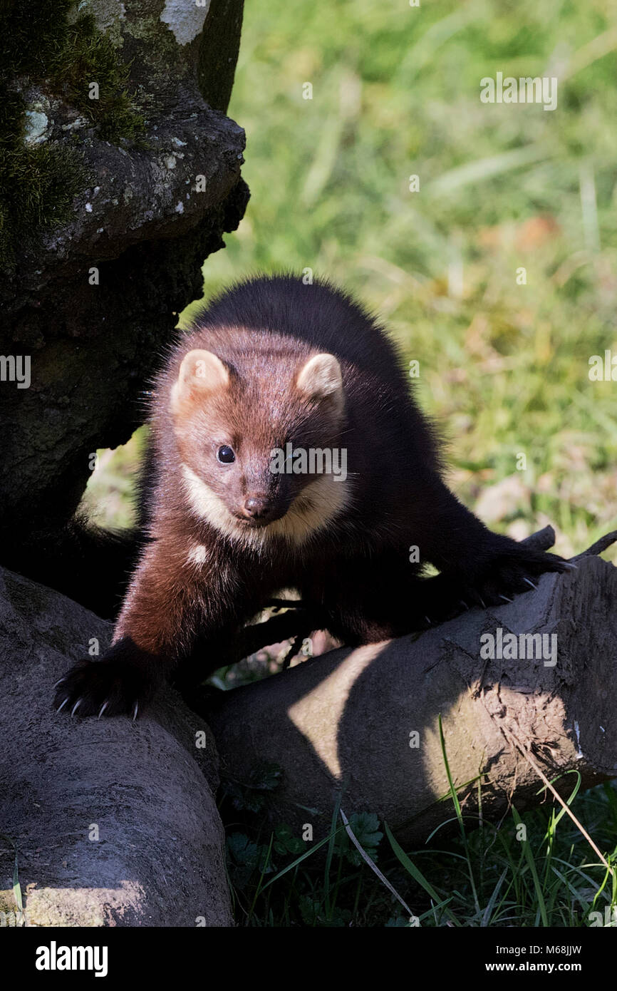 Mammals pine hi-res stock photography and images - Alamy