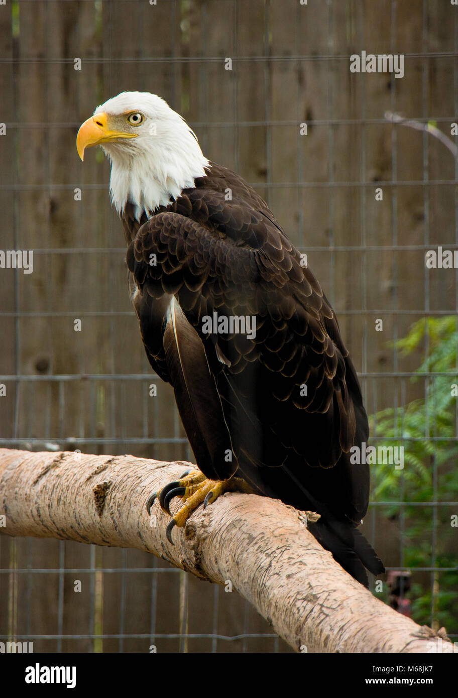 Majestic Balled Eagle Caged in a Zoo Stock Photo - Alamy