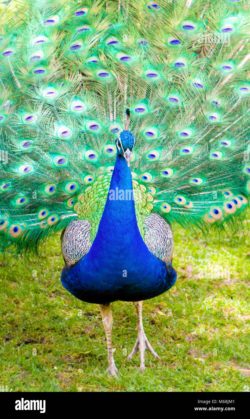 Colorful Male Peacock Strutting Through the Grass Stock Photo - Alamy