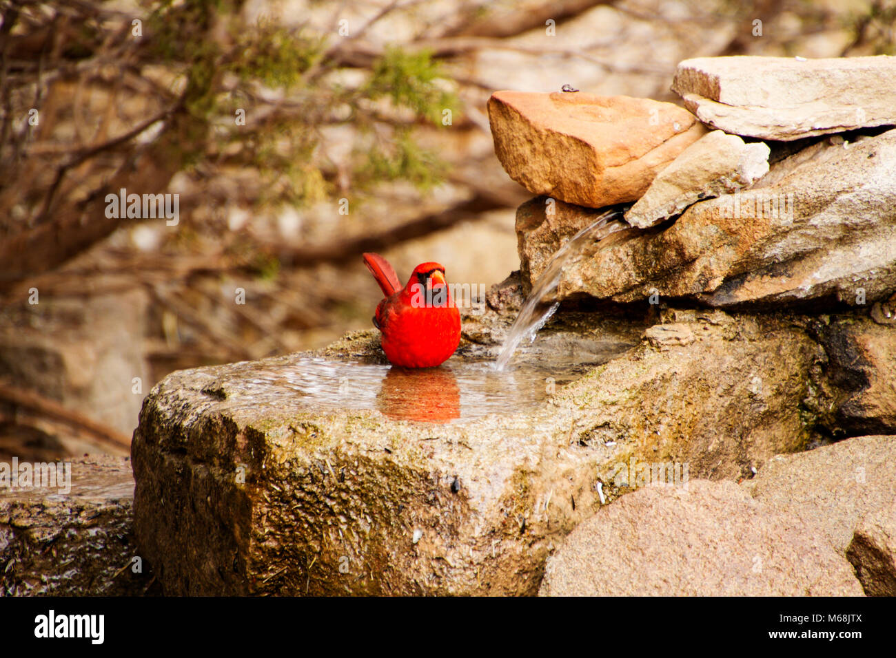 Bird bath with water fountain hi-res stock photography and images - Alamy