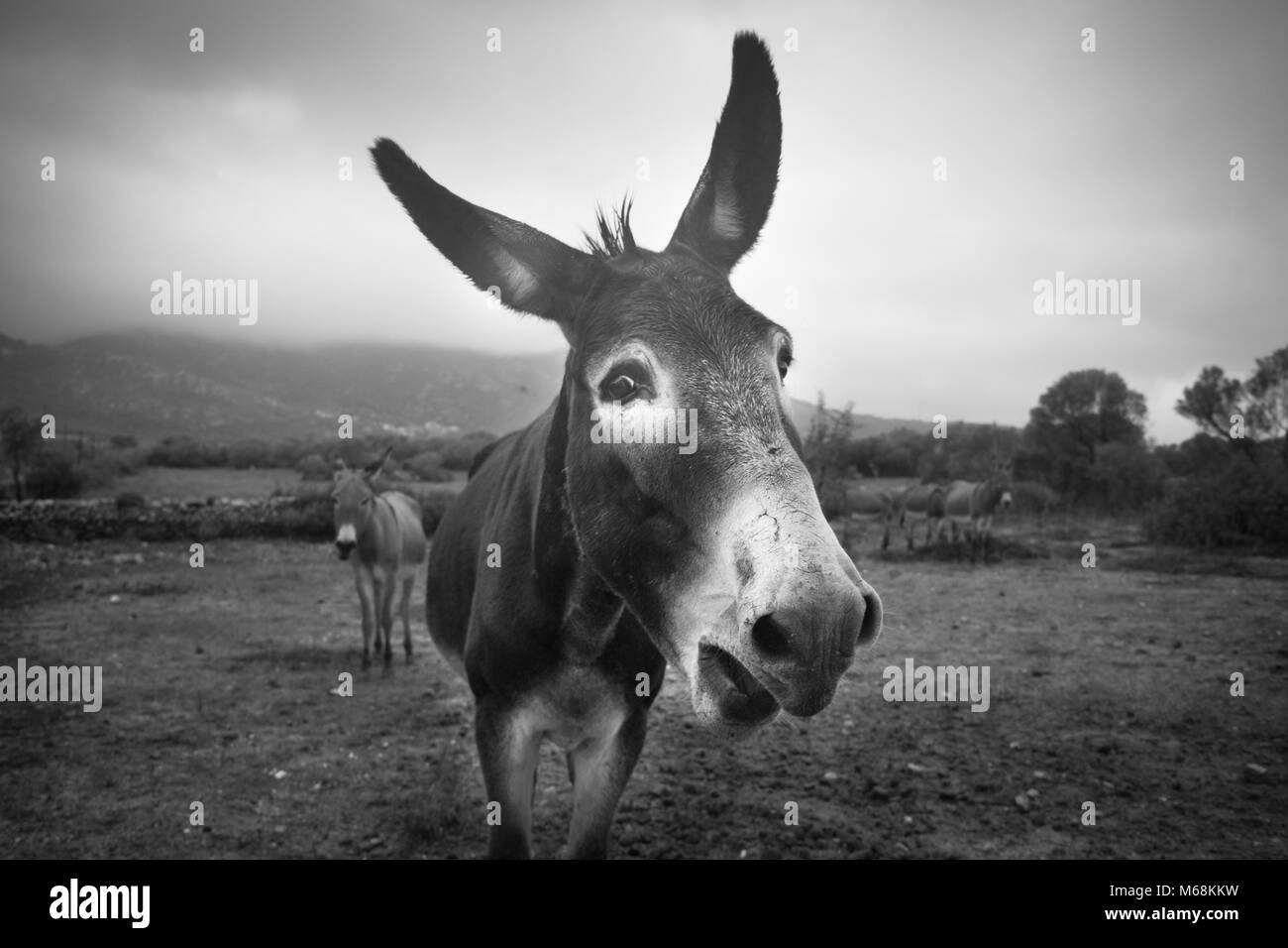 Lovely donkey hi-res stock photography and images - Alamy