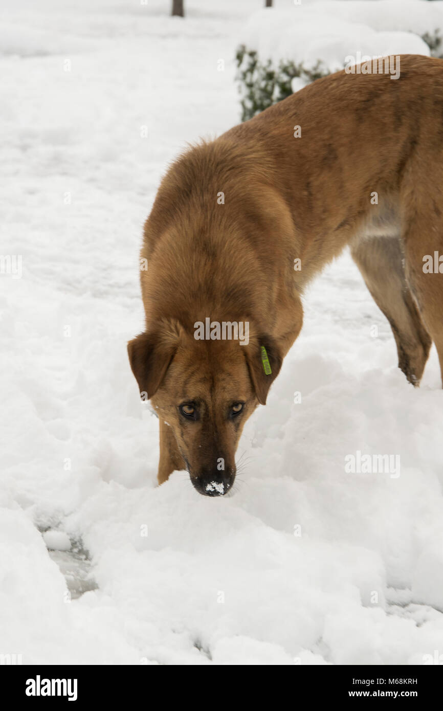Adorable dog eating snow hi-res stock photography and images - Alamy