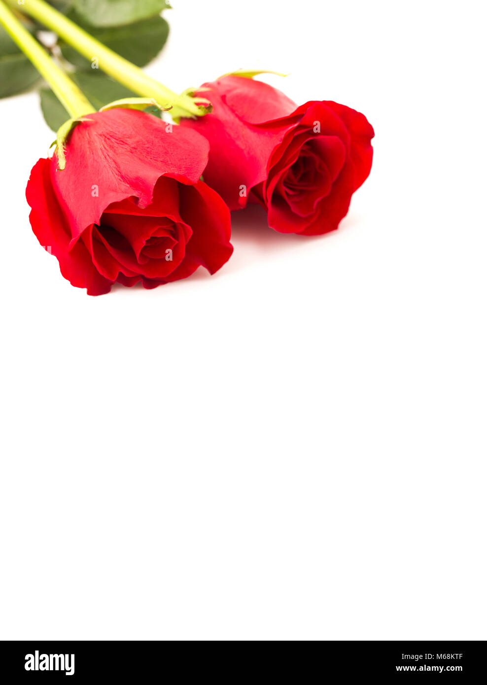 Beautiful Red Roses on a White Background Stock Photo - Alamy