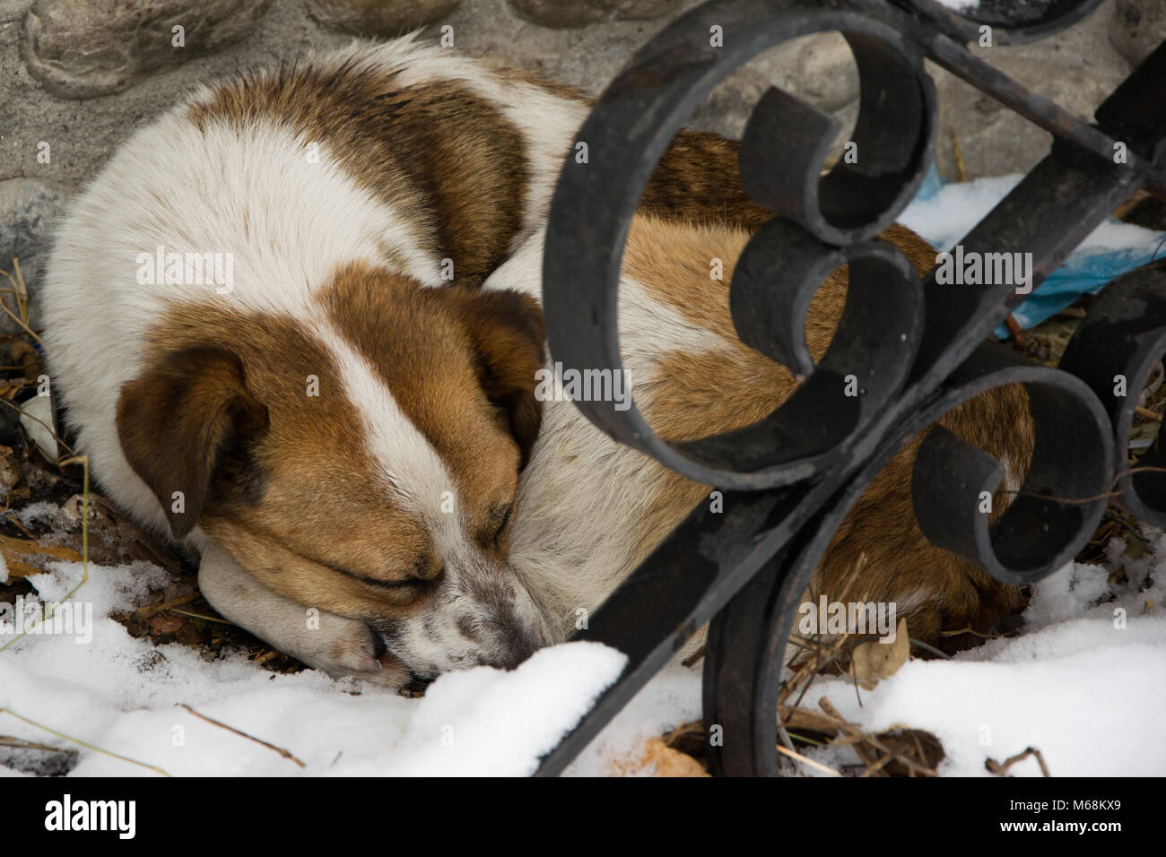 An abandoned dog sleeping in the snow Stock Photo - Alamy