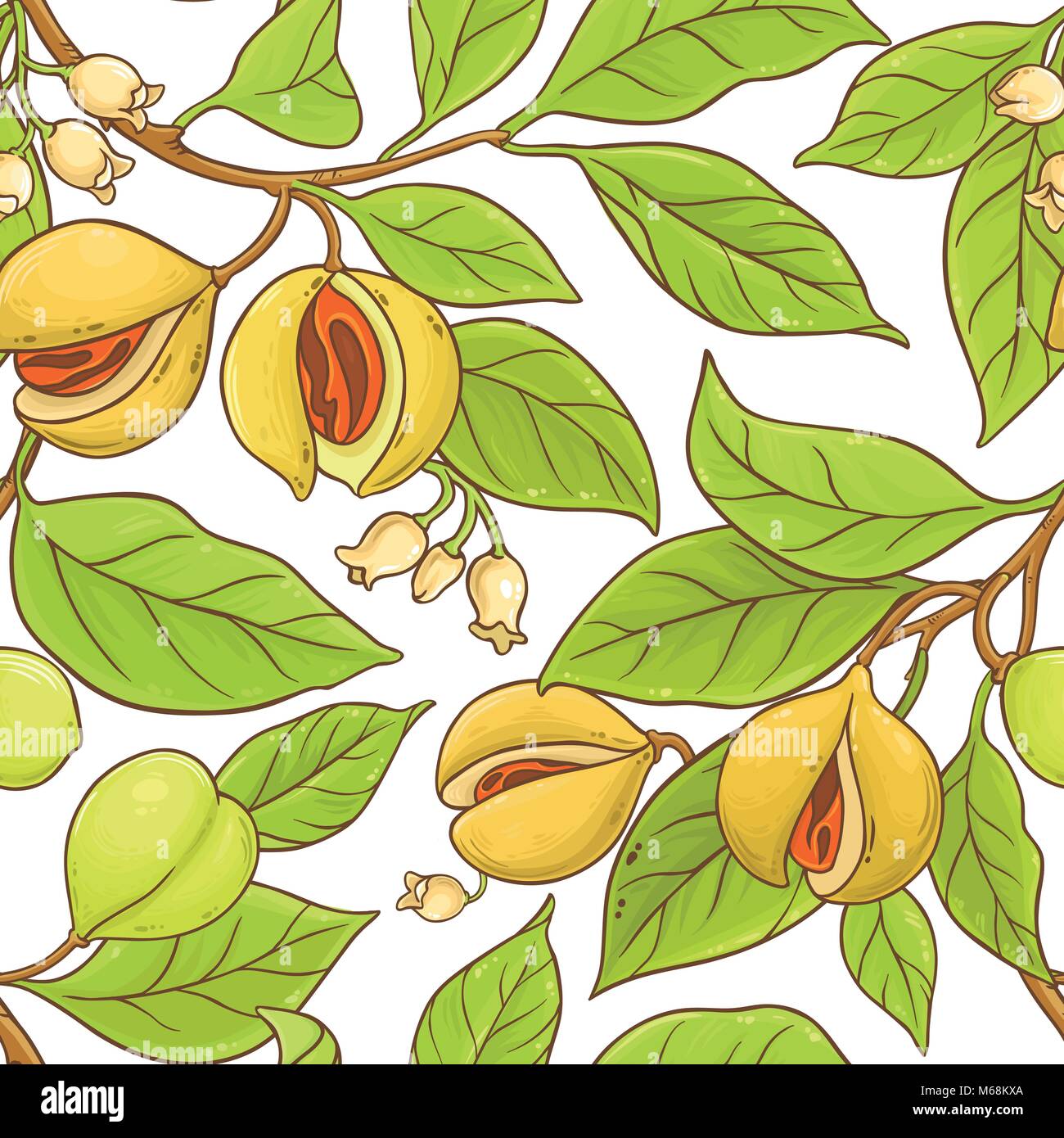 nutmeg branch vector pattern on white background Stock Vector Image ...