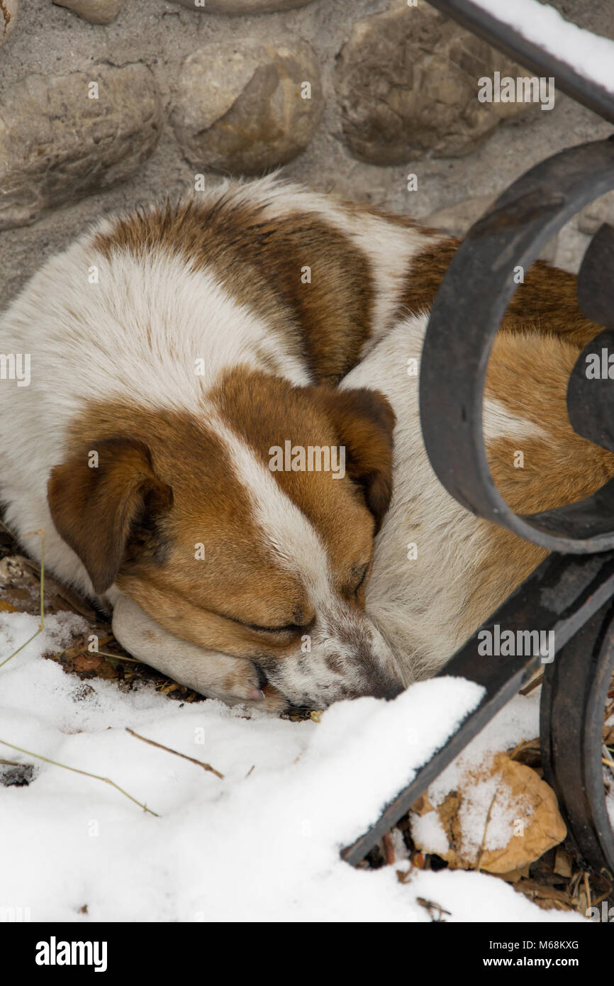 An abandoned dog sleeping in the snow Stock Photo - Alamy