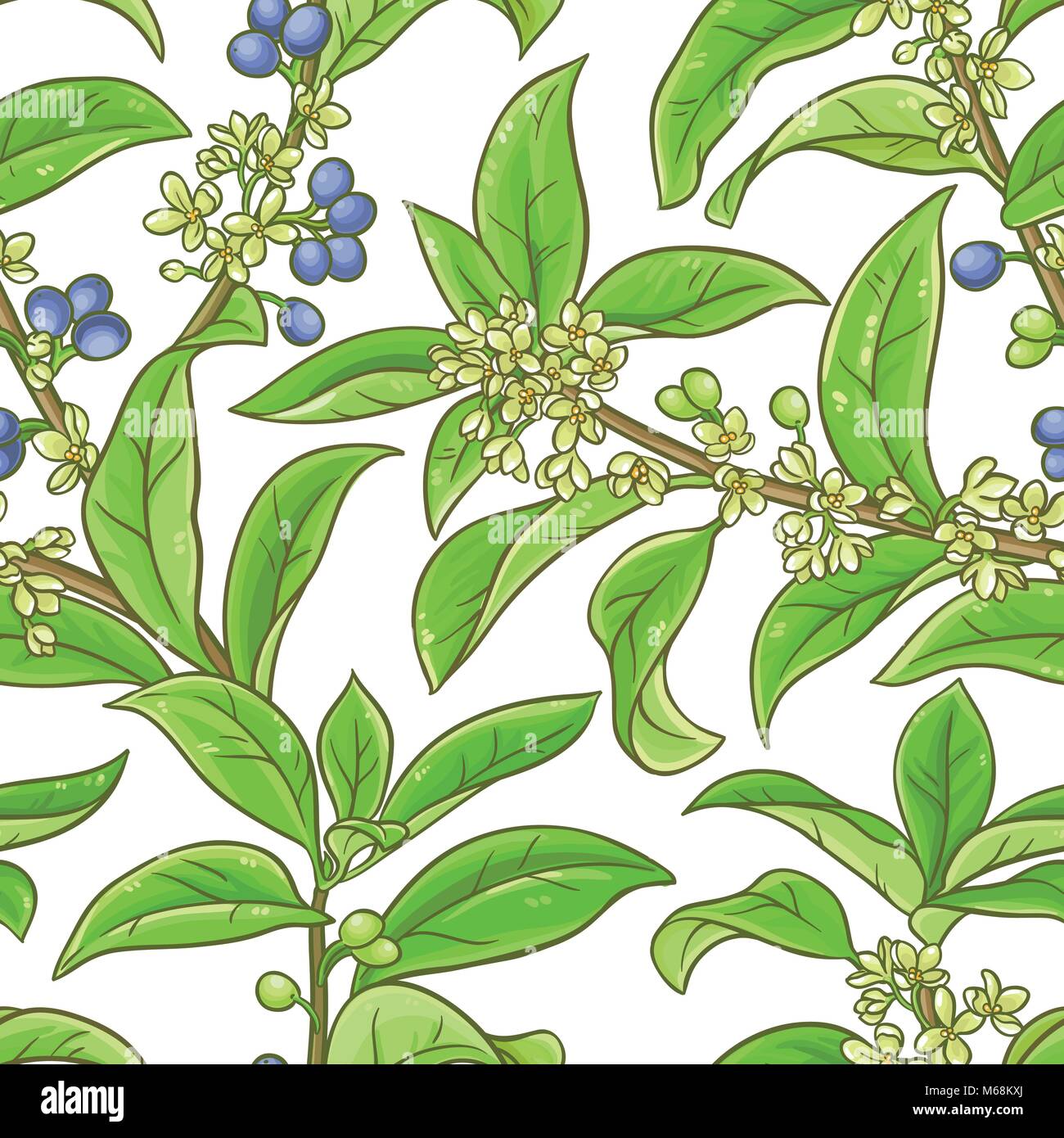 osmanthus plant vector pattern on white background Stock Vector Image ...