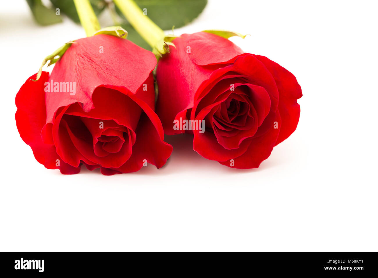 Beautiful Red Roses on a White Background Stock Photo - Alamy