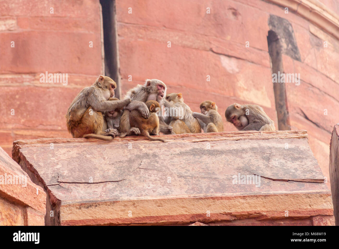 A Family of Monkeys Watches from Above Stock Photo - Alamy