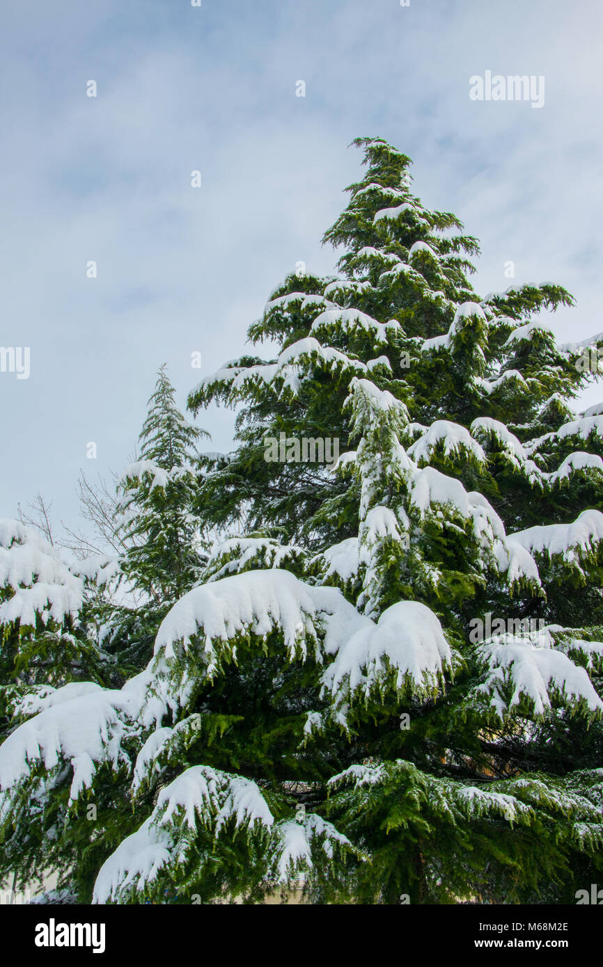 Gigantic pine tree covered with snow, winter holiday concept, space for ...