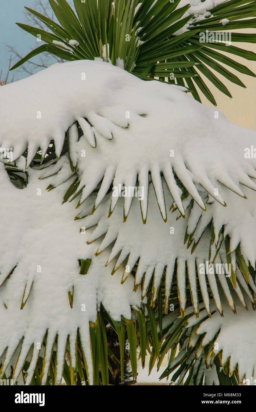 Tropical palm covered by snow, cold weather concept Stock Photo - Alamy