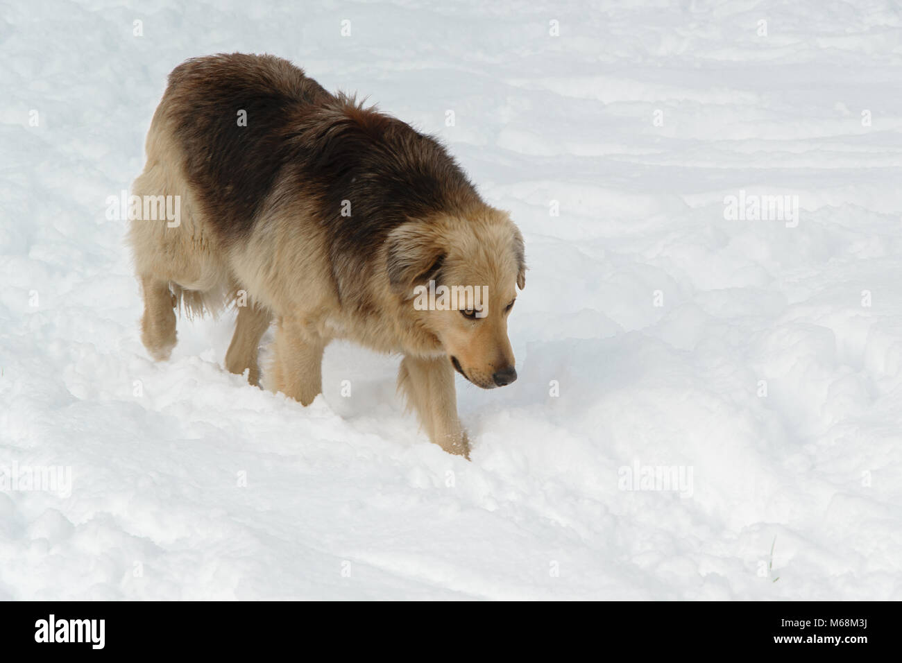 Life saving dog hi-res stock photography and images - Alamy