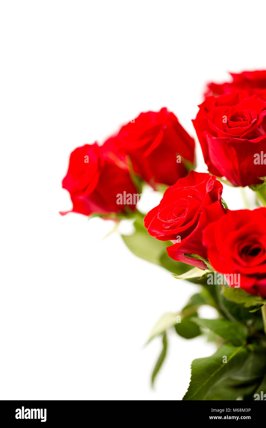 Beautiful Red Roses on a White Background Stock Photo - Alamy