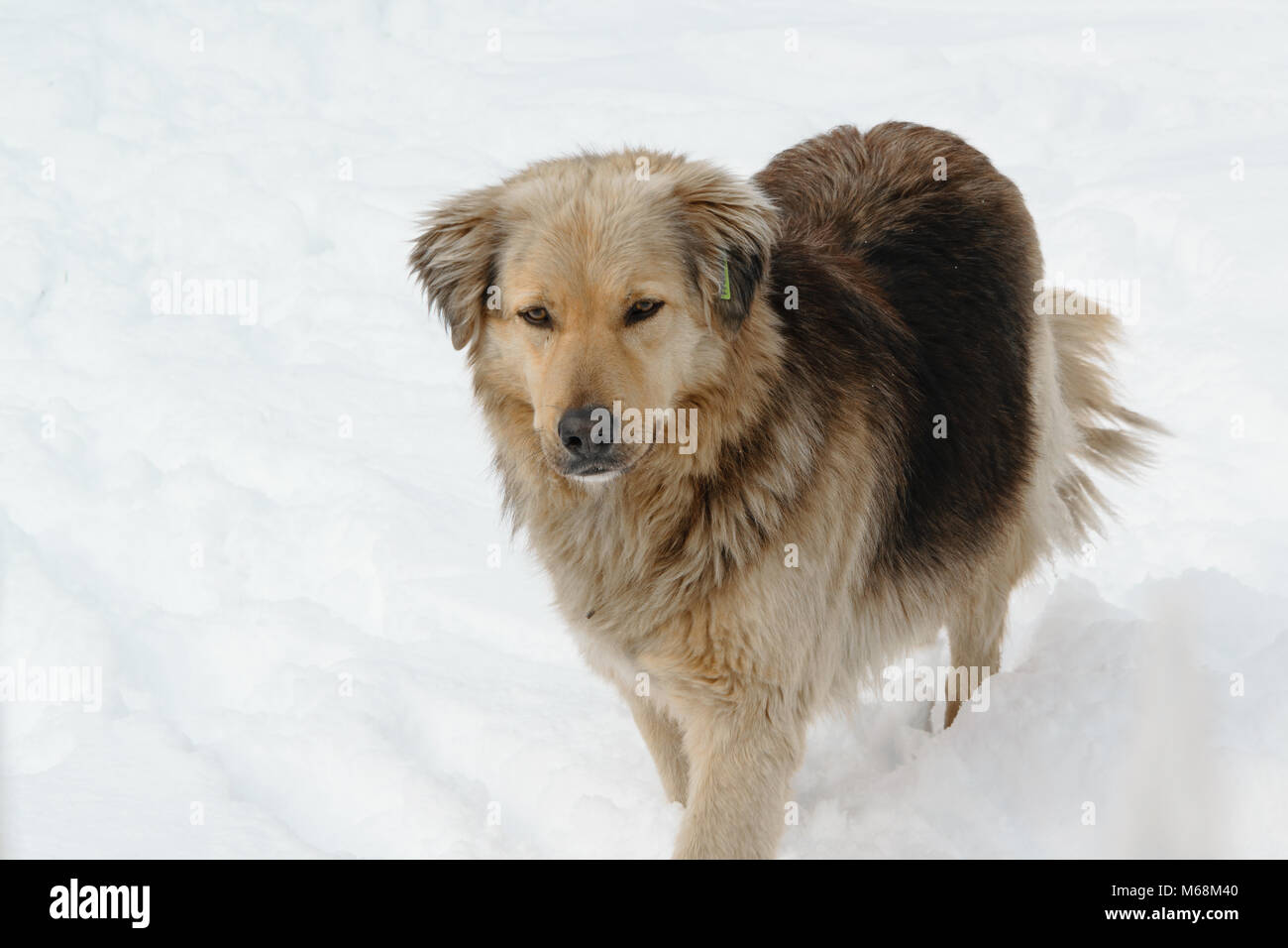 Life saving dog hi-res stock photography and images - Alamy