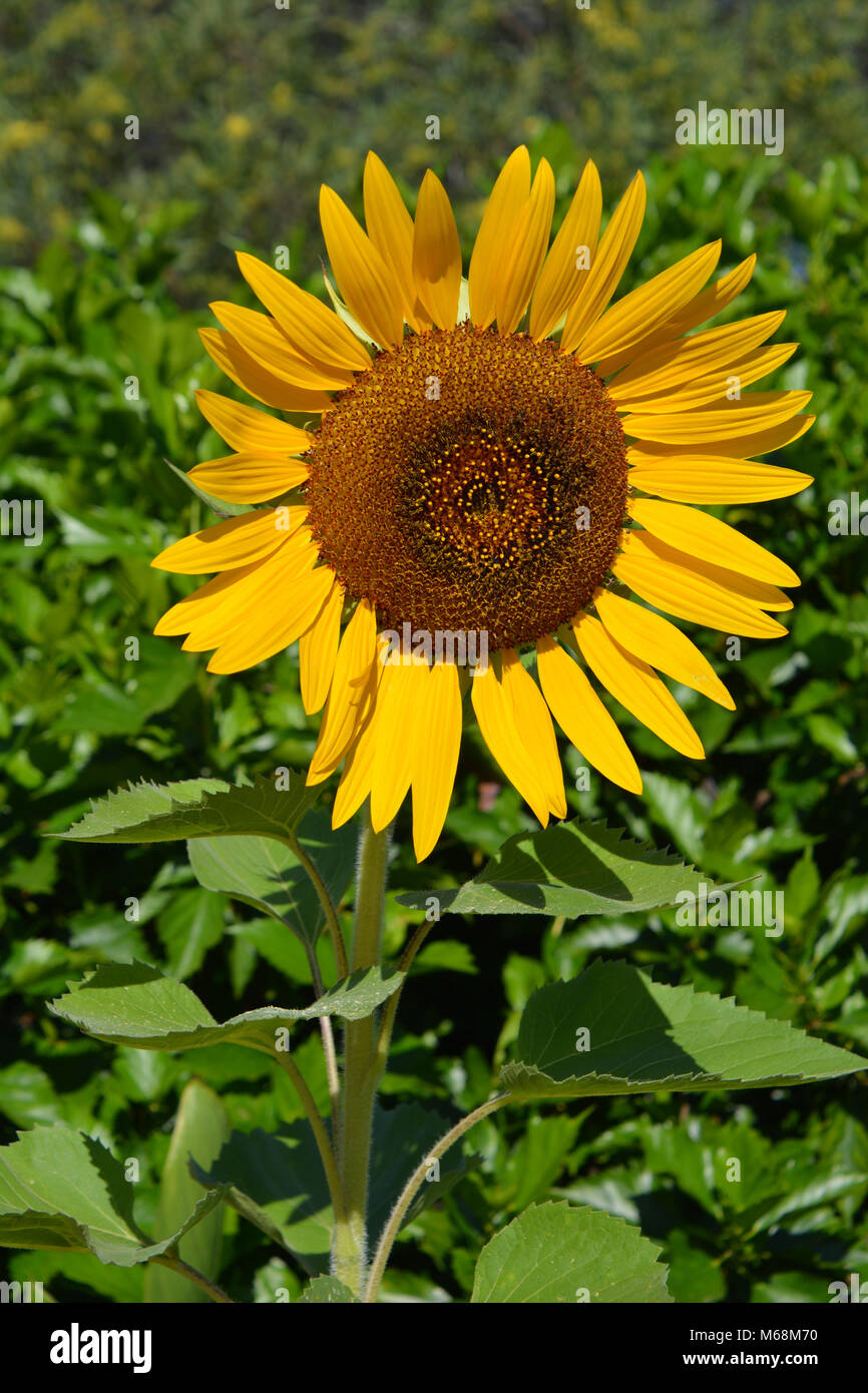 Sunflower "Russian Giant", Helianthus annuus Stock Photo - Alamy