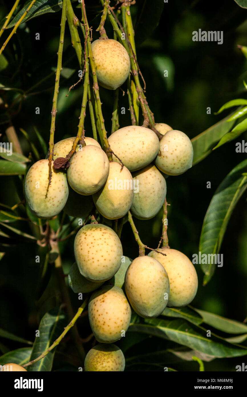 Mango tree ratnagiri india hi-res stock photography and images - Alamy