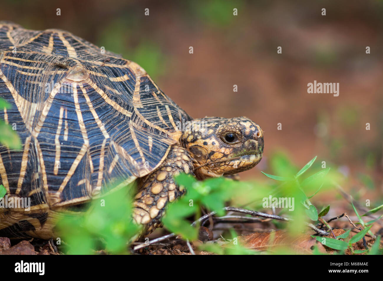 The Indian star tortoise (Geochelone elegans) around Chennai, Tamilnadu ...