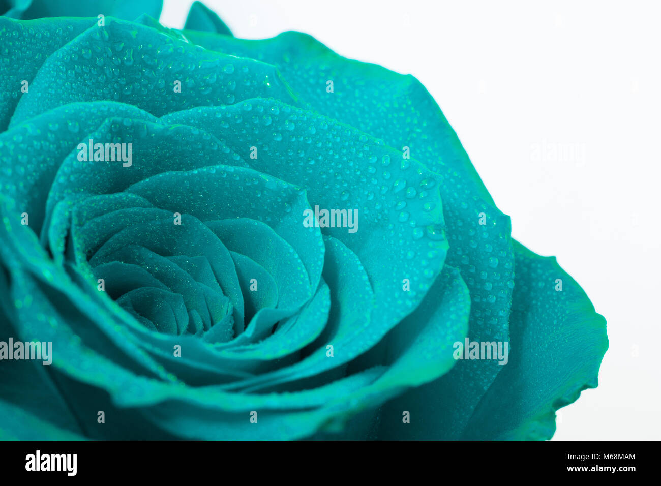 Beautiful Teal Roses on a White Background Stock Photo - Alamy