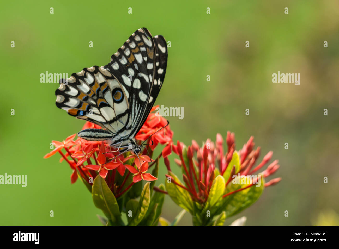 Common Lime (Papilio demoleus) butterfly around Chennai, Tamilnadu ...