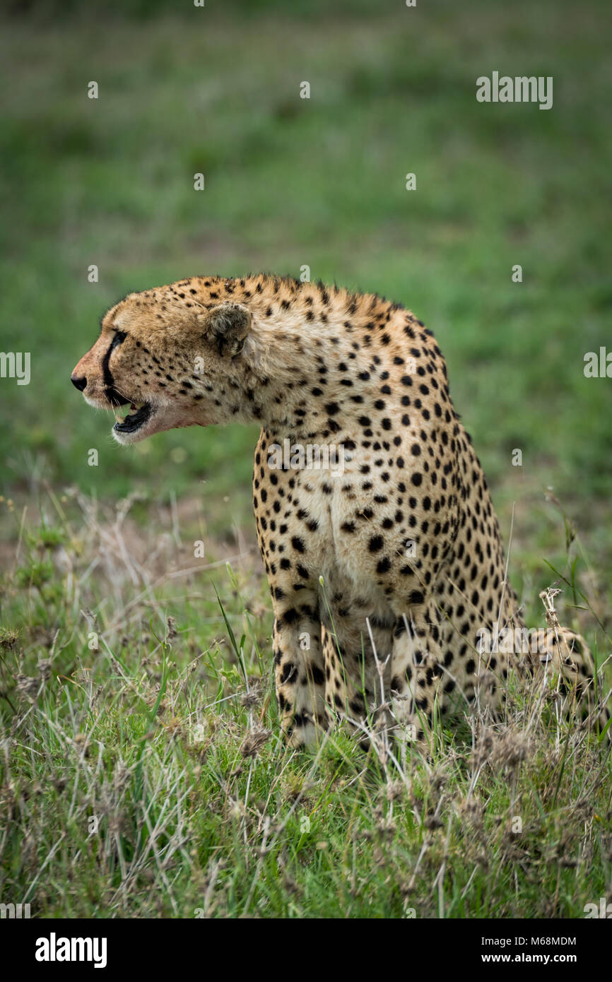 Leaning sideways hi-res stock photography and images - Alamy