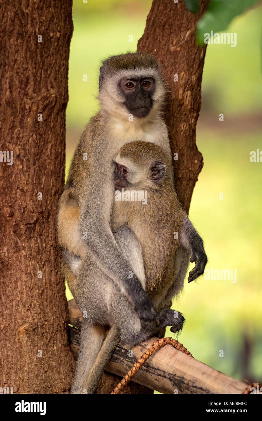Baby vervet monkey with mother in tree Stock Photo - Alamy