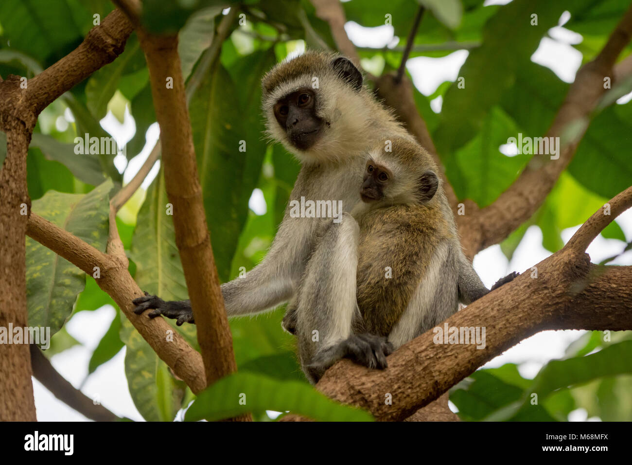Baby vervet monkey and mother in tree Stock Photo - Alamy