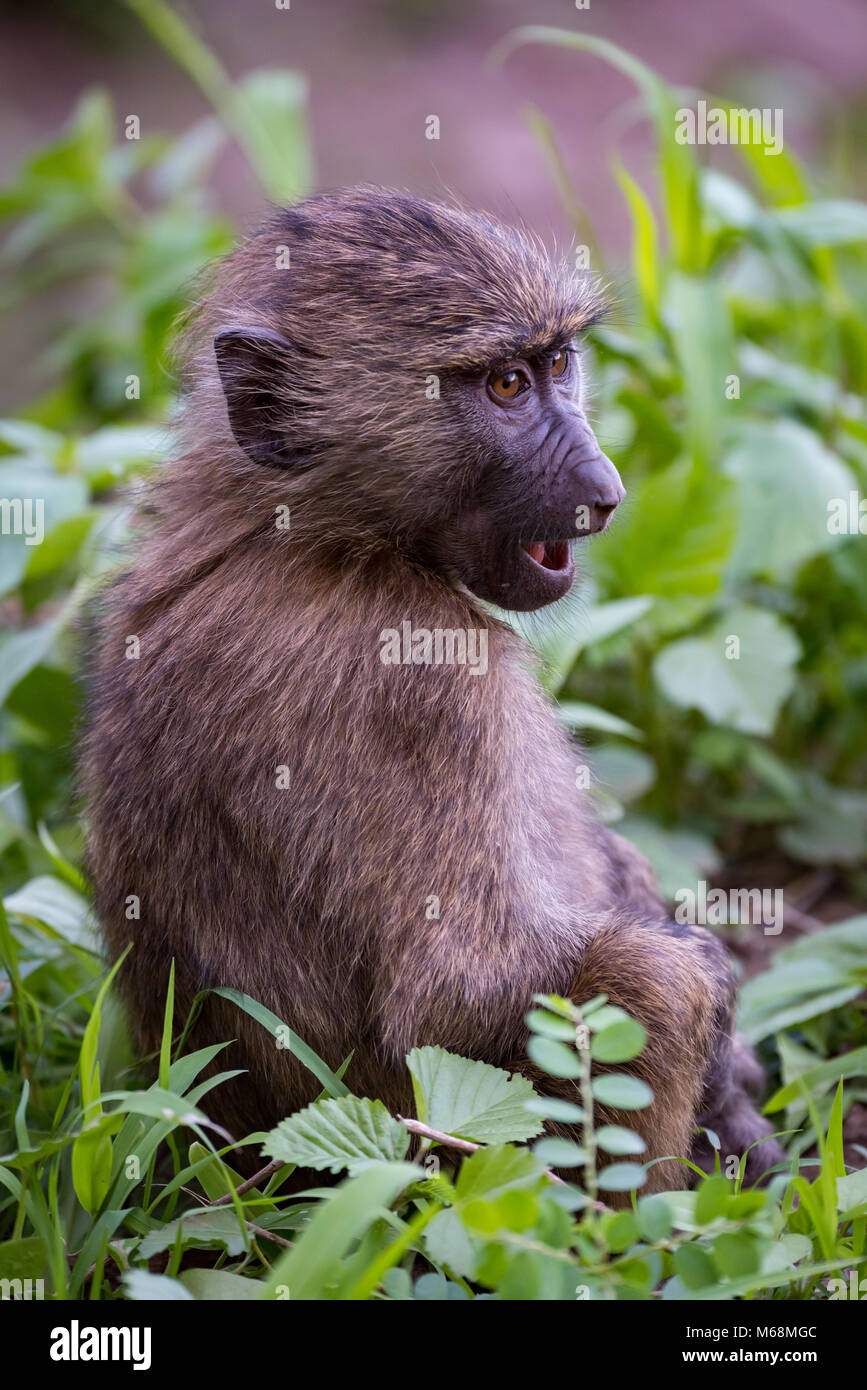 Baby olive baboon staring with open mouth Stock Photo - Alamy