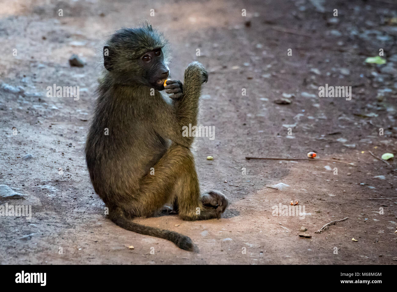 Baby olive baboon eats fruit on track Stock Photo - Alamy