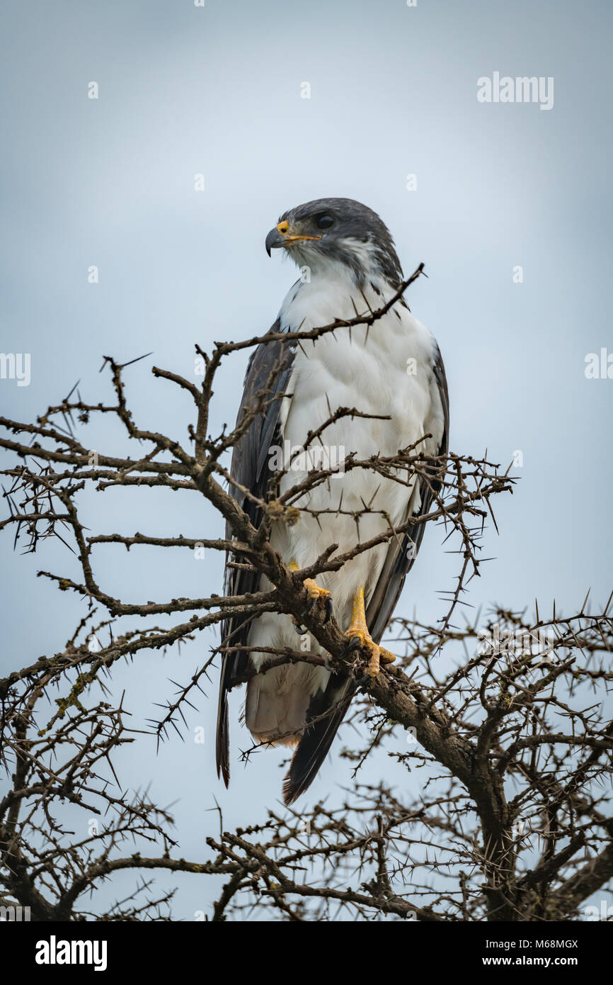 Augur buzzard tanzania hi-res stock photography and images - Alamy