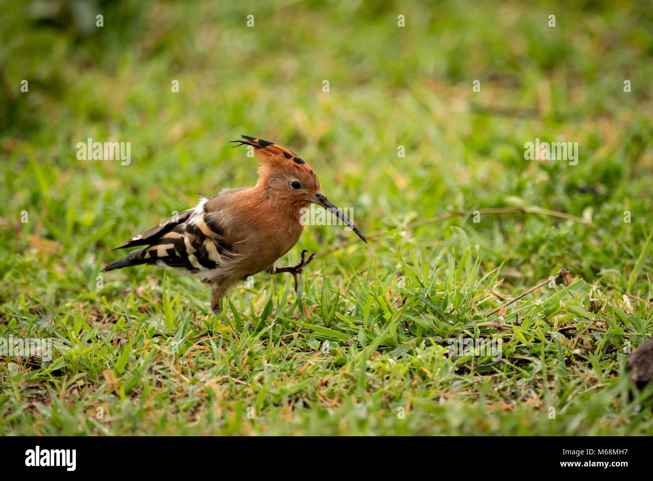 Hoopoe walking hi-res stock photography and images - Alamy